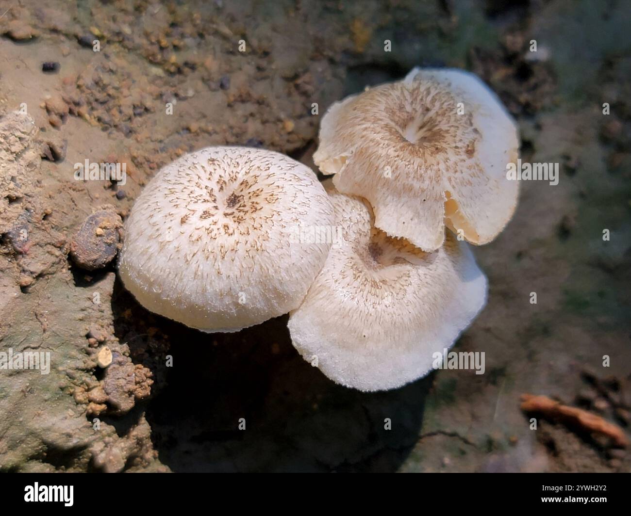 Lentinus tigrinus hi-res stock photography and images - Alamy