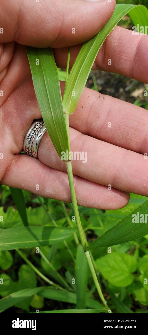 rice cutgrass (Leersia oryzoides Stock Photo - Alamy