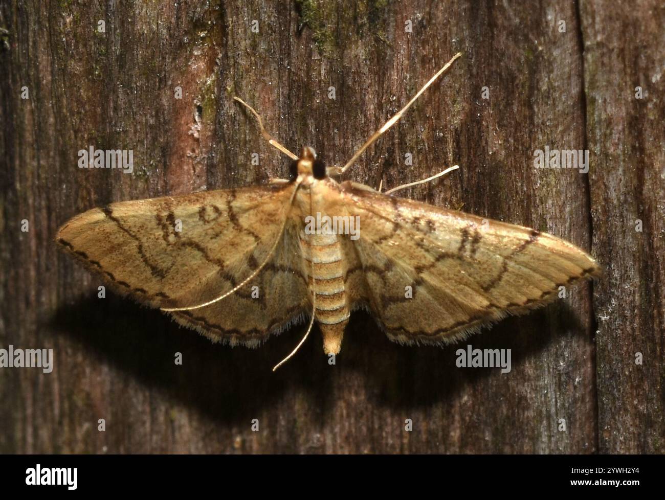 Hollow-spotted Blepharomastix Moth (Blepharomastix ranalis Stock Photo - Alamy