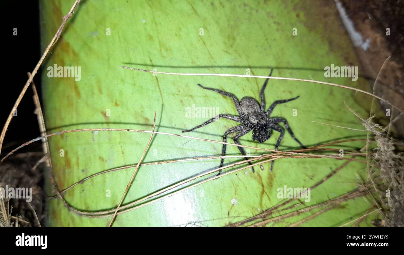 Crescent-eyed Spiders (Selenops Stock Photo - Alamy