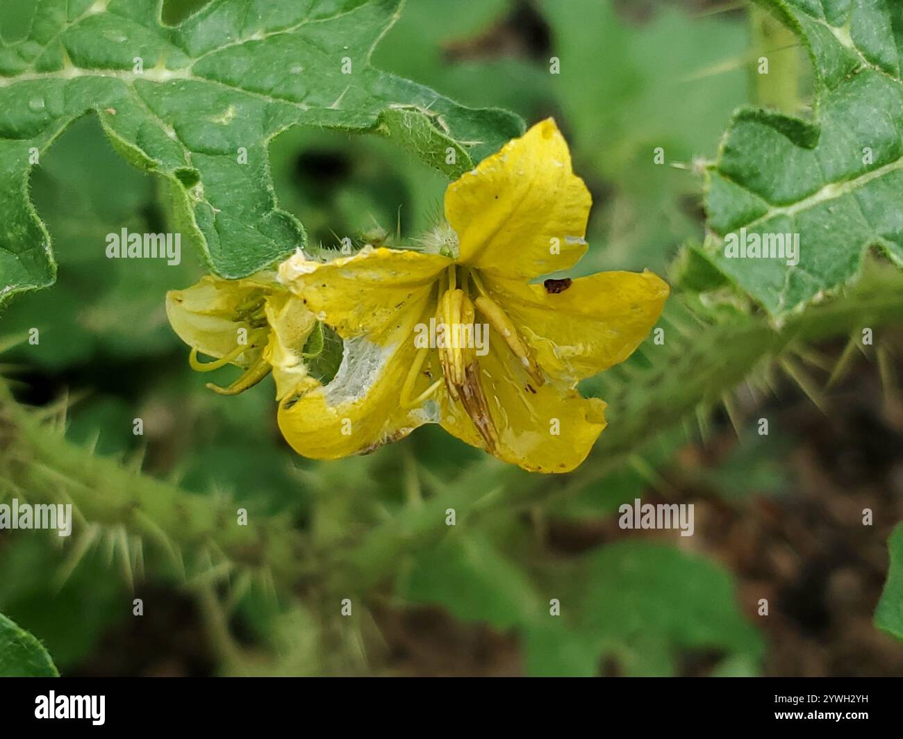 buffalo-bur (Solanum rostratum Stock Photo - Alamy