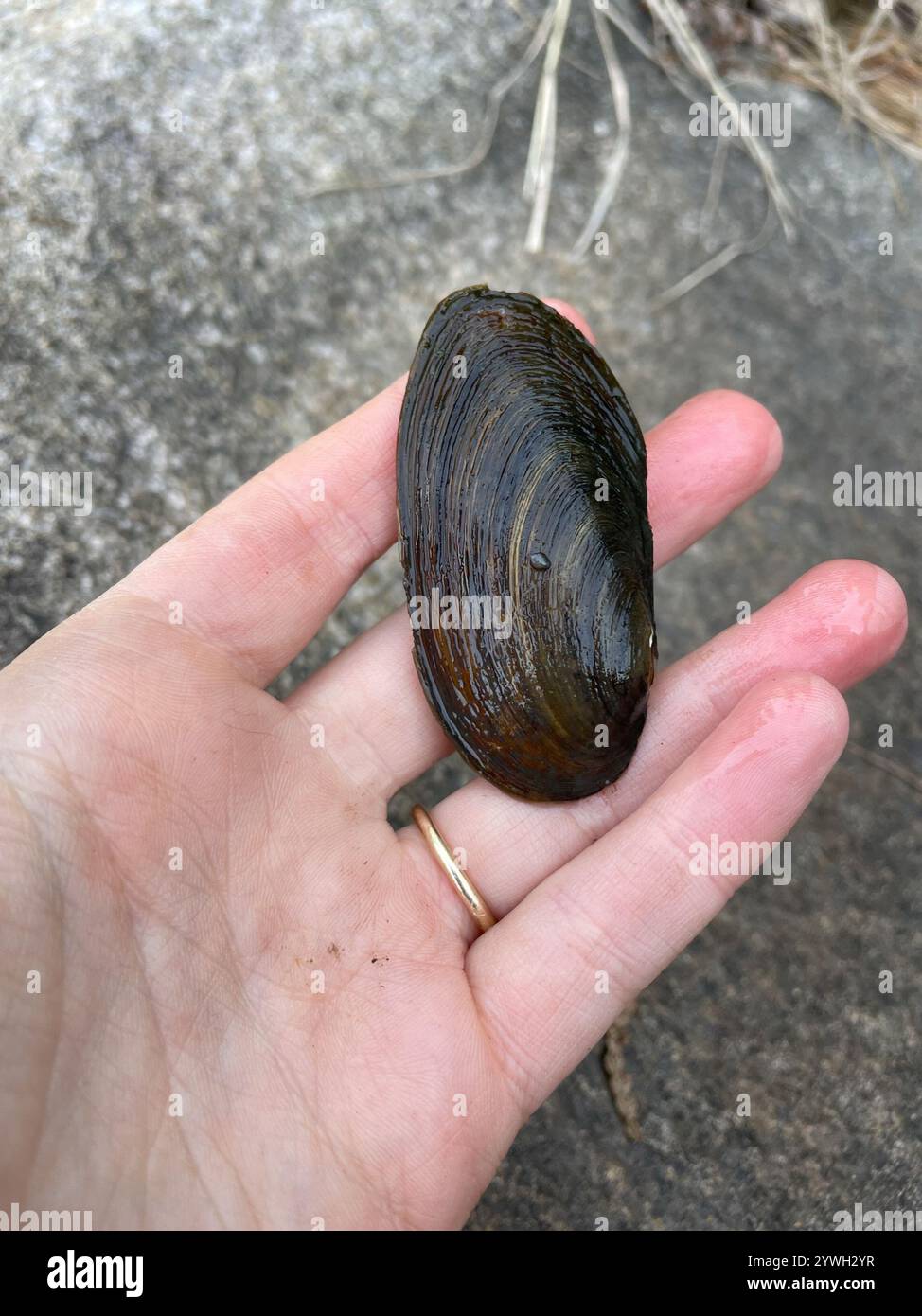 Eastern Elliptio (Elliptio complanata Stock Photo - Alamy