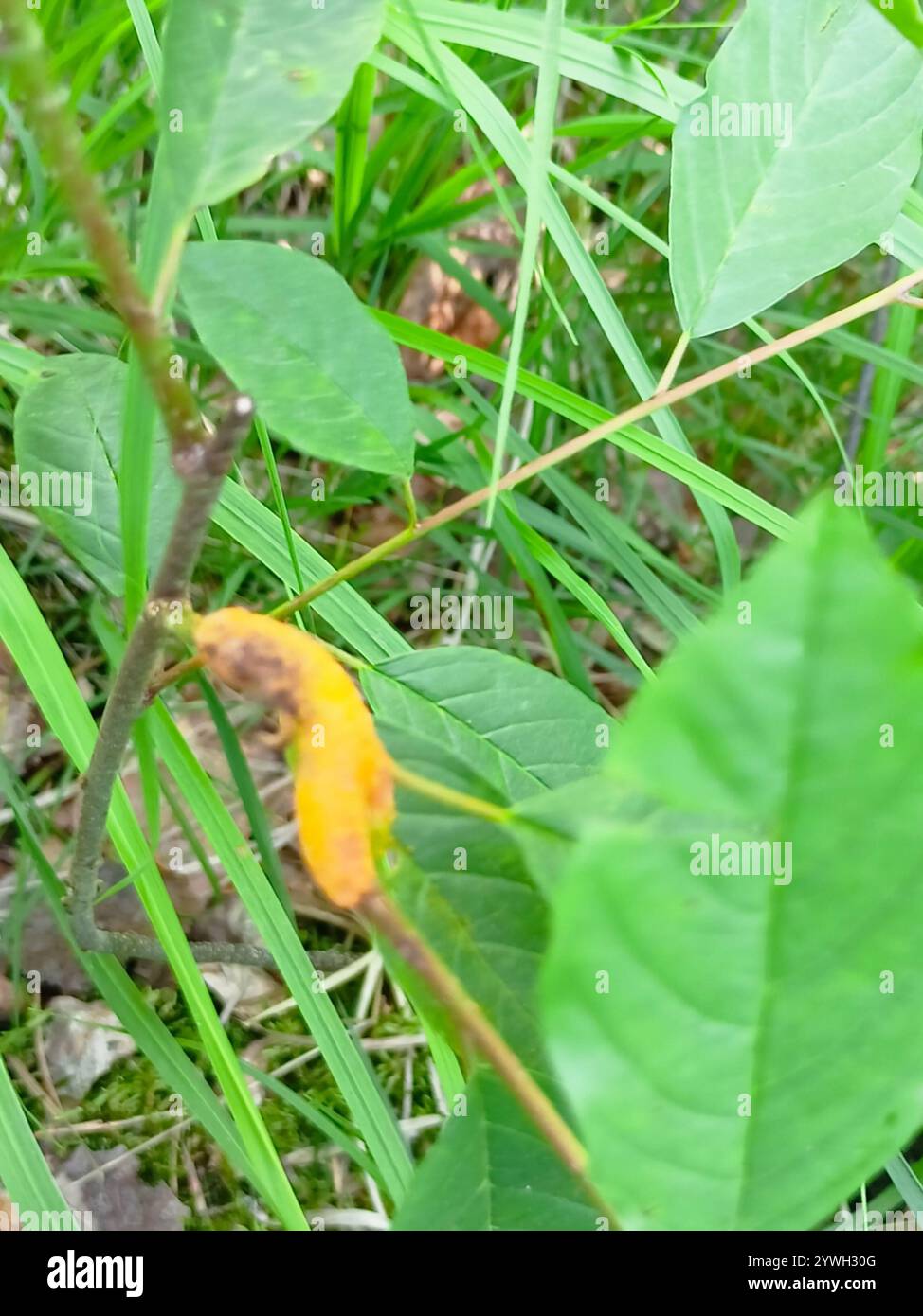 Crown Rust (Puccinia coronata Stock Photo - Alamy