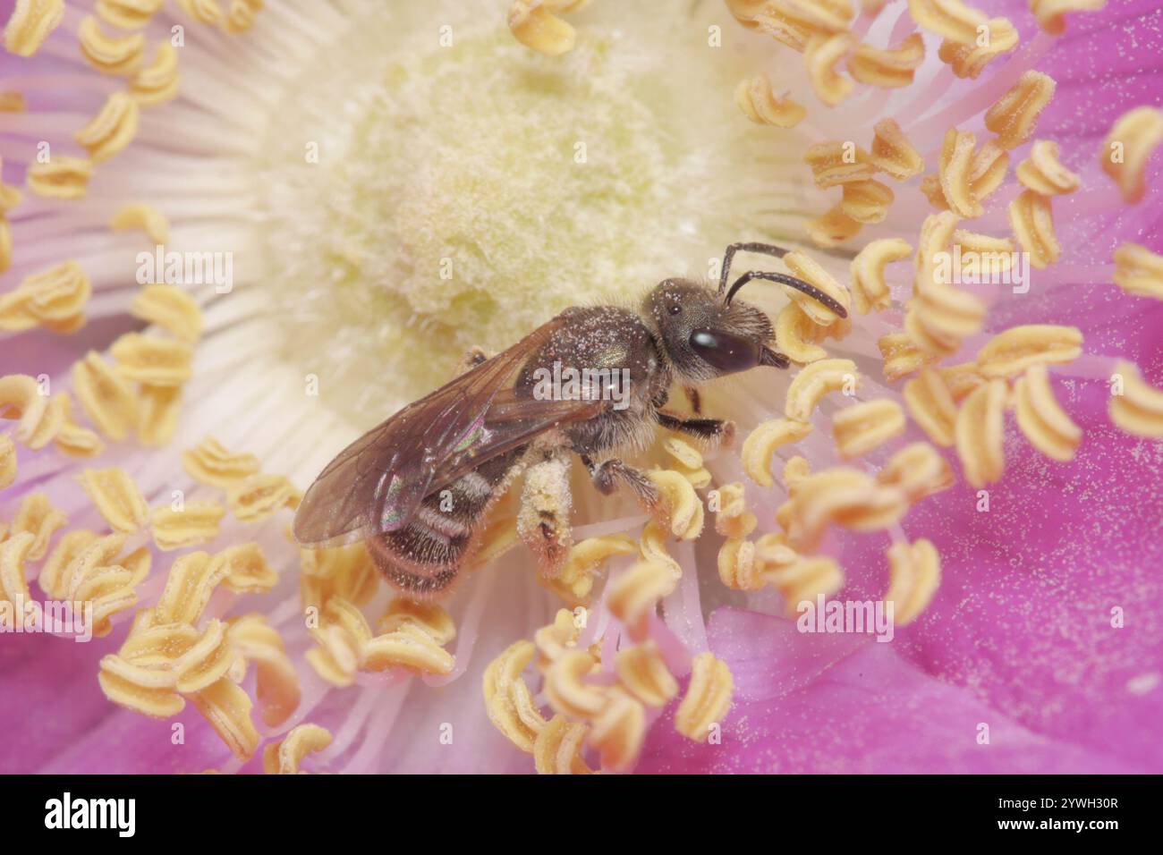 Bronze furrow bee (Halictus tumulorum Stock Photo - Alamy