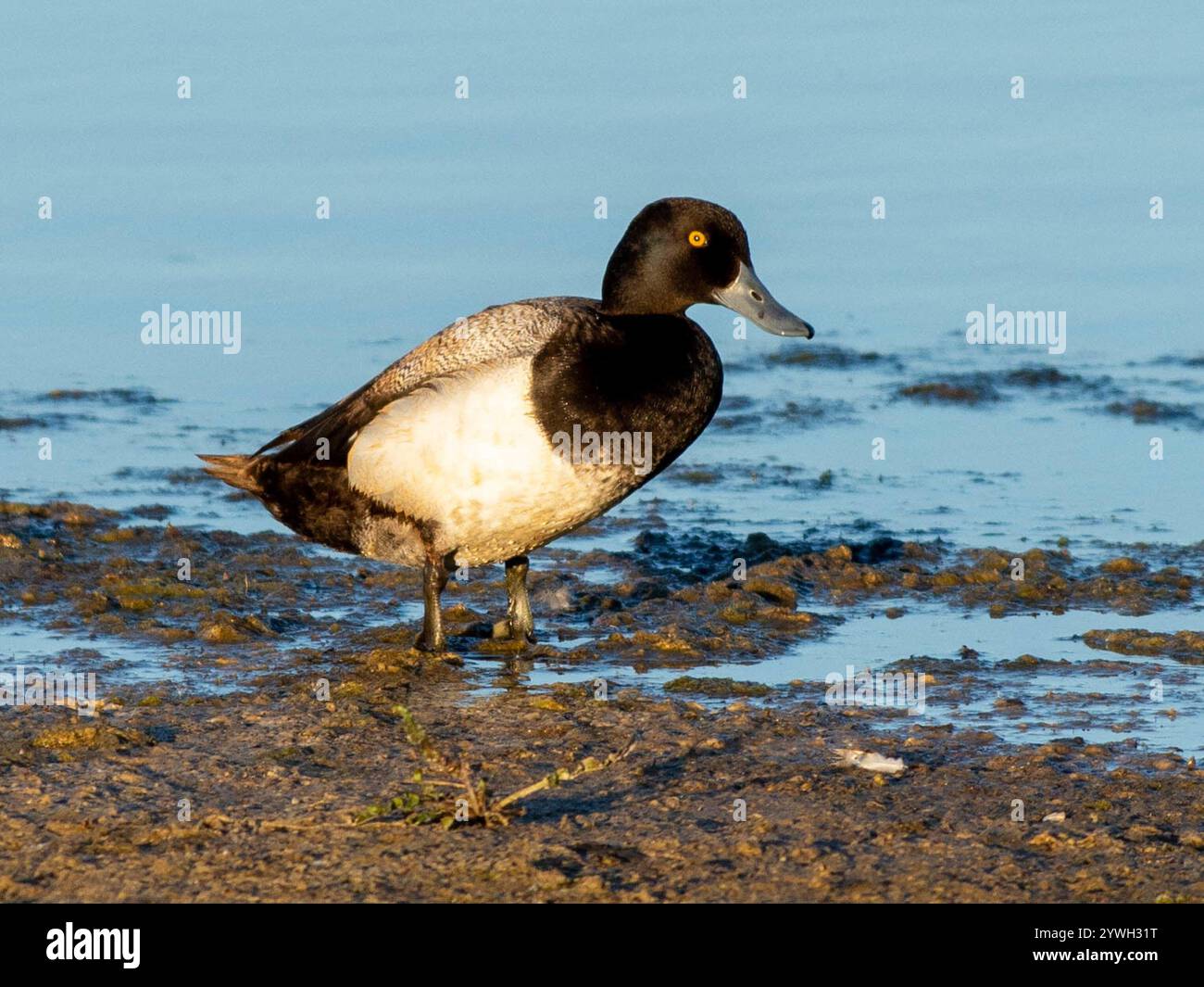 Lesser Scaup (Aythya affinis Stock Photo - Alamy