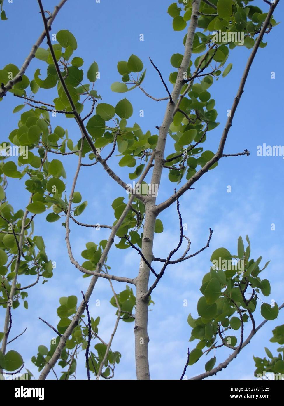 trembling aspen (Populus tremuloides Stock Photo - Alamy