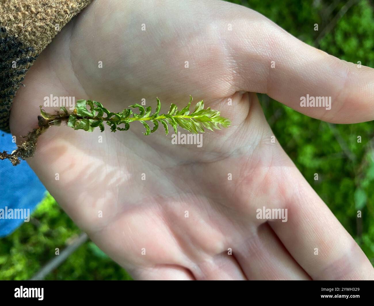 Badge Moss (Plagiomnium insigne Stock Photo - Alamy