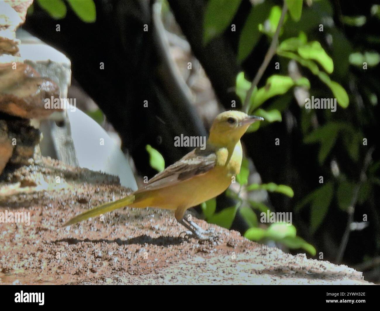 Orchard Oriole (Icterus spurius Stock Photo - Alamy