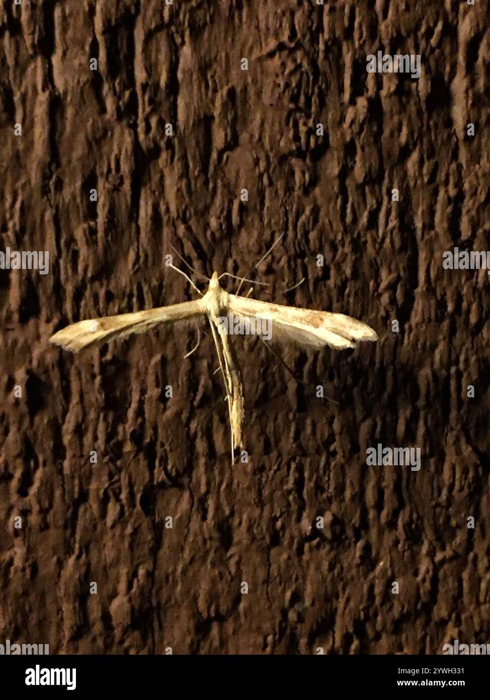 Yarrow Plume Moth (Gillmeria pallidactyla Stock Photo - Alamy