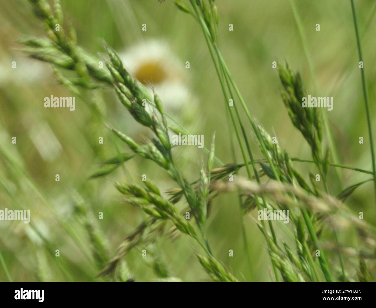 common soft brome (Bromus hordeaceus Stock Photo - Alamy