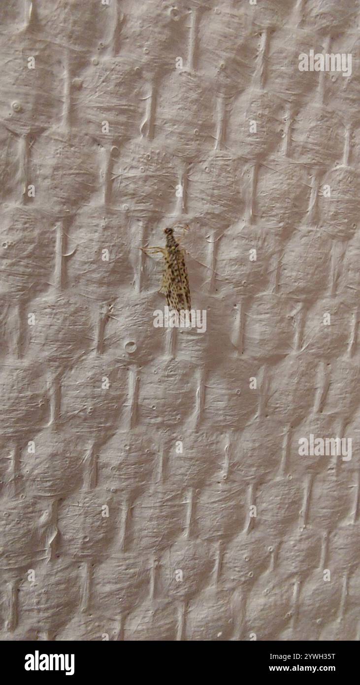 Variegated Brown Lacewing (Micromus variegatus Stock Photo - Alamy