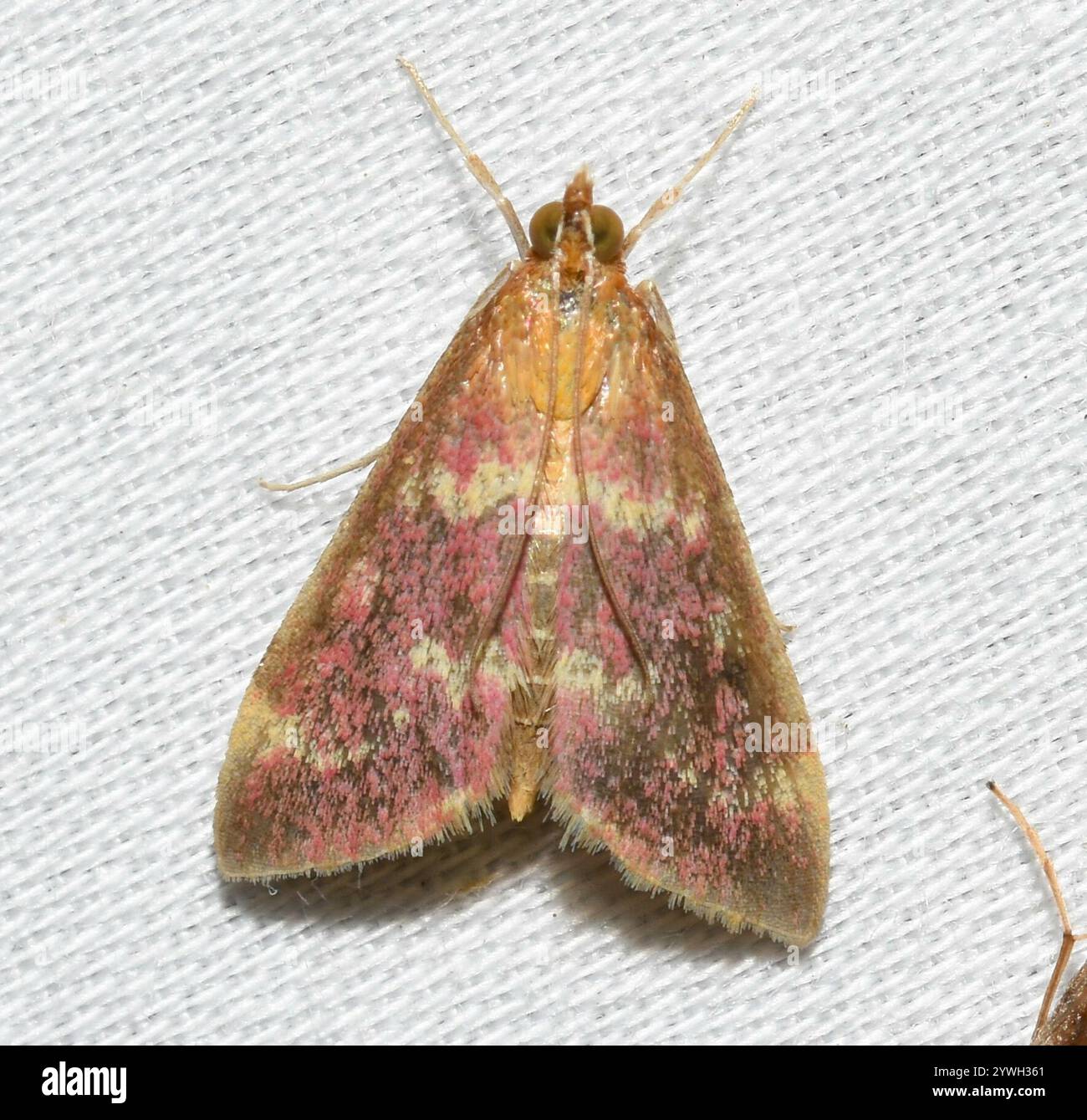 Raspberry Pyrausta Moth (Pyrausta signatalis Stock Photo - Alamy