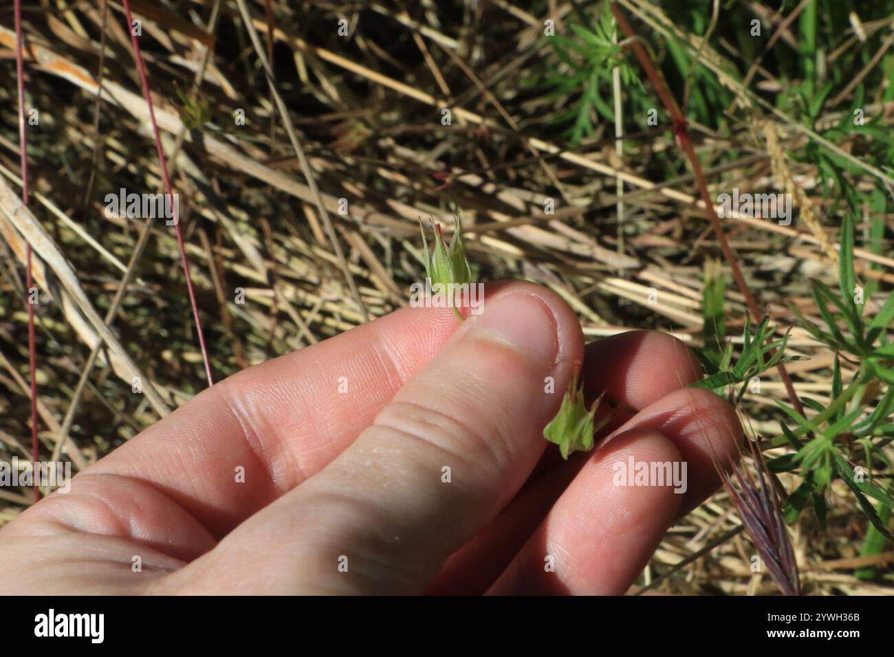 Long-stalked Crane's-bill (Geranium columbinum Stock Photo - Alamy