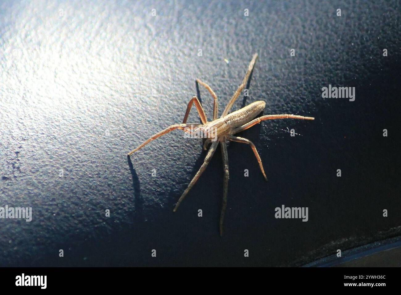 Oblong Running Spider (Tibellus oblongus Stock Photo - Alamy
