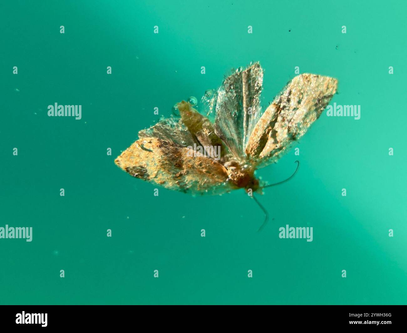 Tortricid Leafroller Moths (Tortricidae Stock Photo - Alamy