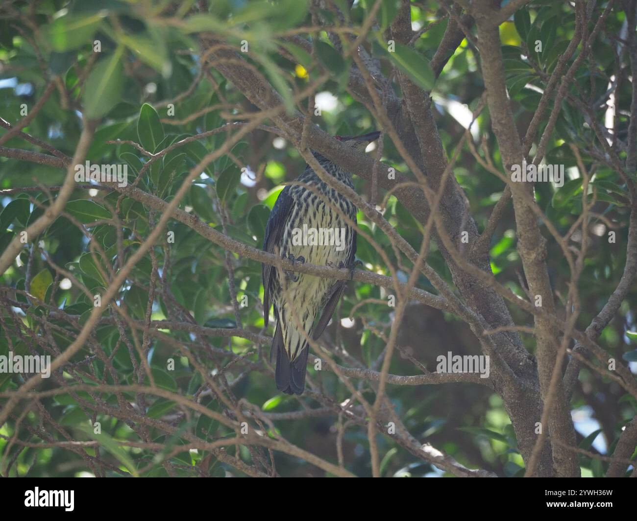 Asian Glossy Starling (Aplonis panayensis Stock Photo - Alamy