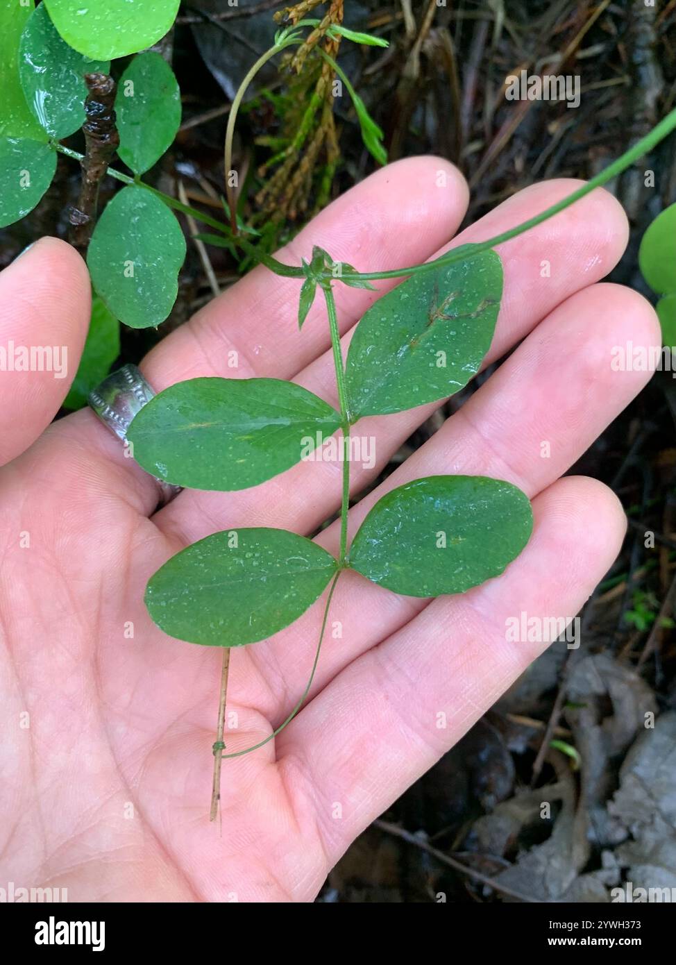 Sierra Nevada Peavine (Lathyrus nevadensis Stock Photo - Alamy