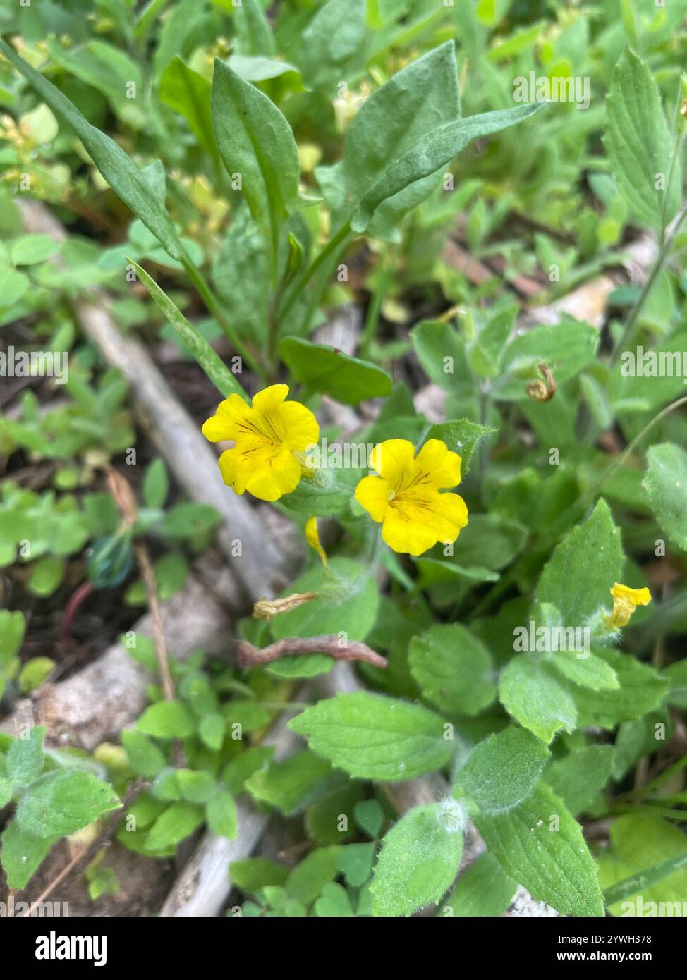 Erythranthe moschata hi-res stock photography and images - Alamy