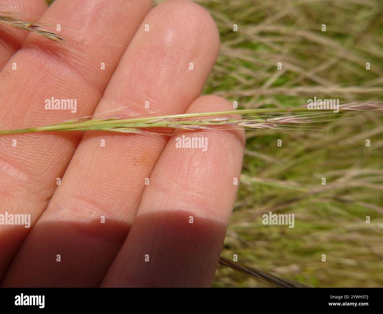 rattail sixweeks grass (Festuca myuros Stock Photo - Alamy