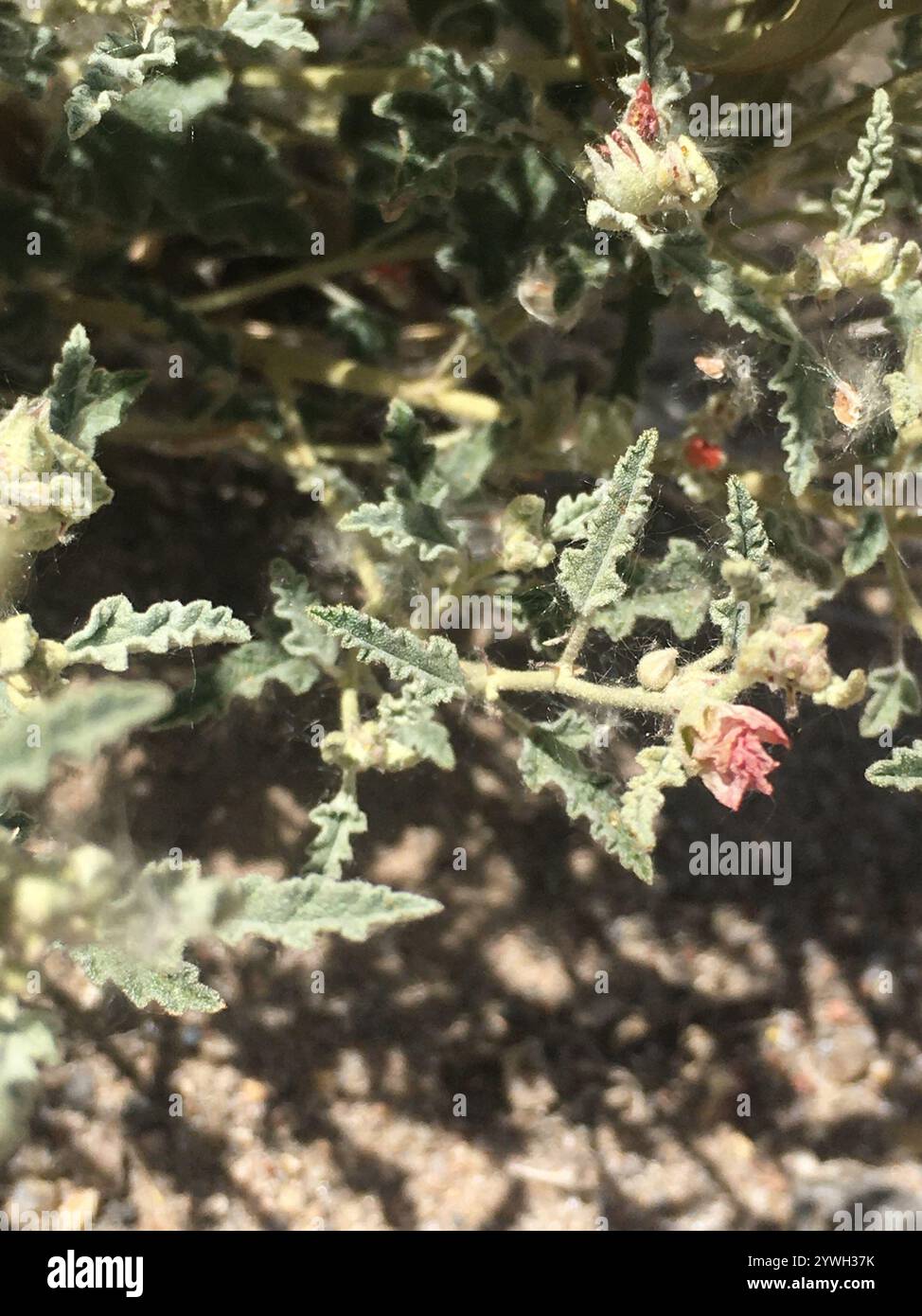 spear globemallow (Sphaeralcea hastulata Stock Photo - Alamy