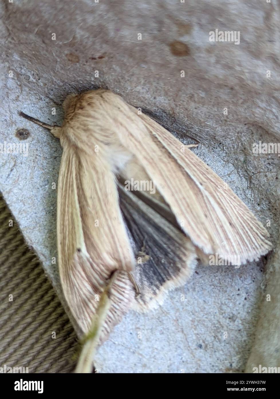 Smoky wainscot hi-res stock photography and images - Alamy