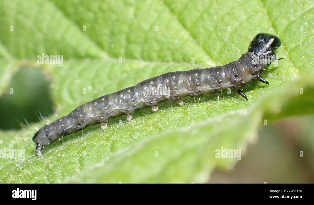 Tortricid Leafroller Moths (Tortricidae Stock Photo - Alamy