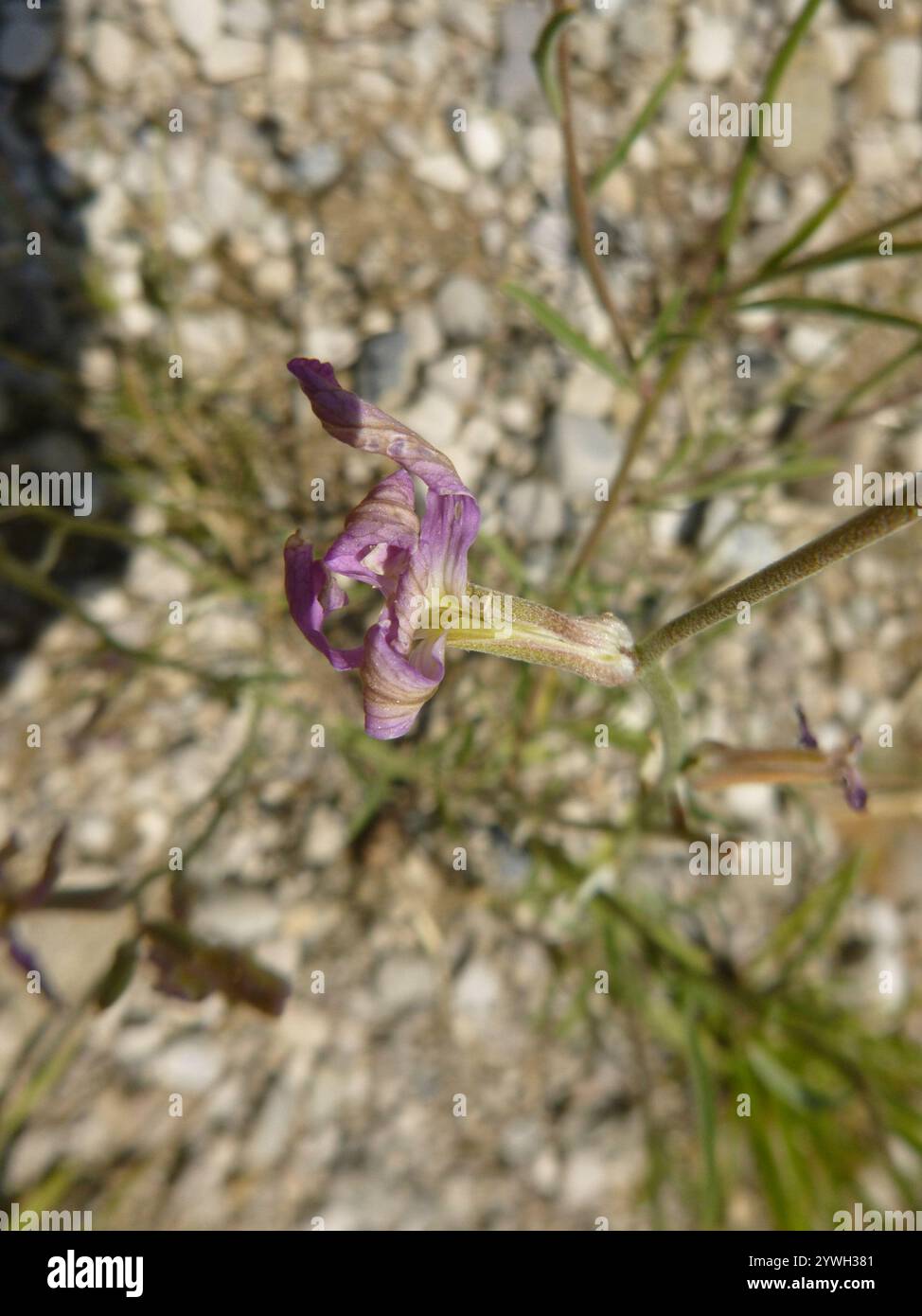 Evening Stock (Matthiola longipetala Stock Photo - Alamy