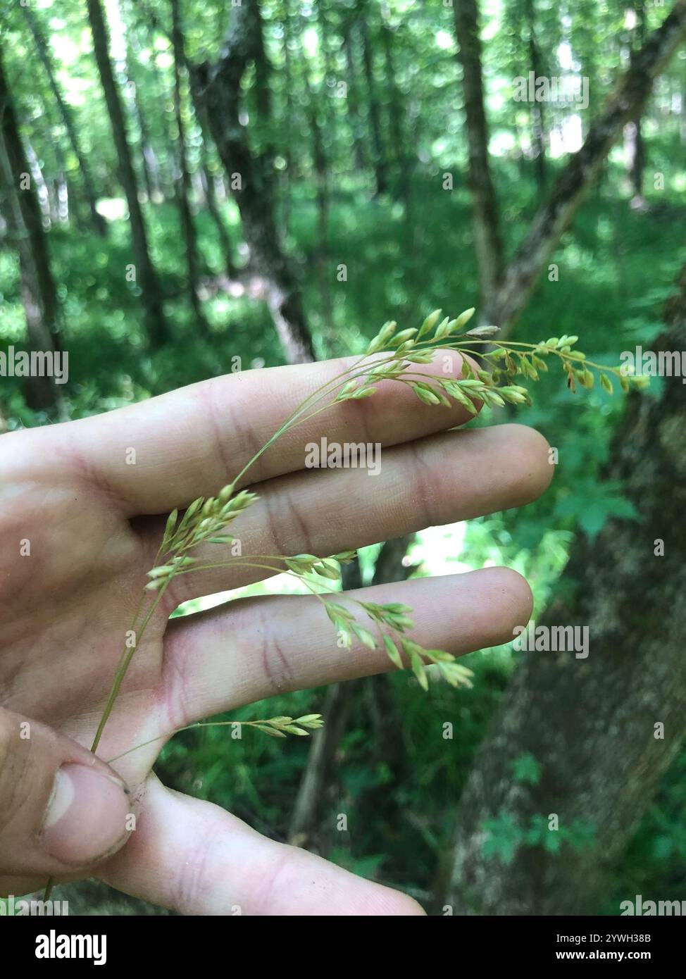 Clustered Fescue (Festuca paradoxa Stock Photo - Alamy