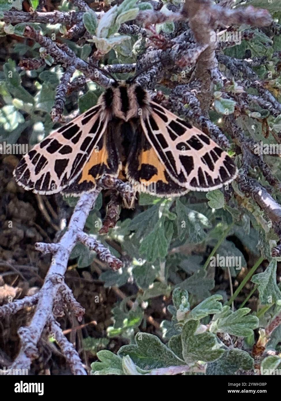 Ornate Tiger Moth (Apantesis ornata Stock Photo - Alamy
