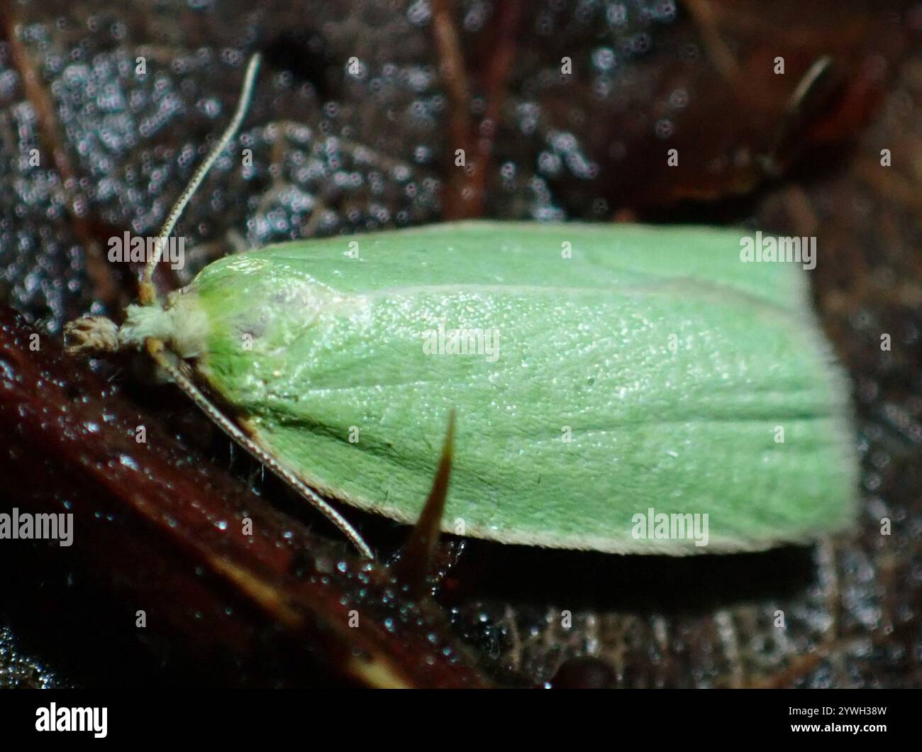 Green Oak Tortrix (Tortrix viridana Stock Photo - Alamy