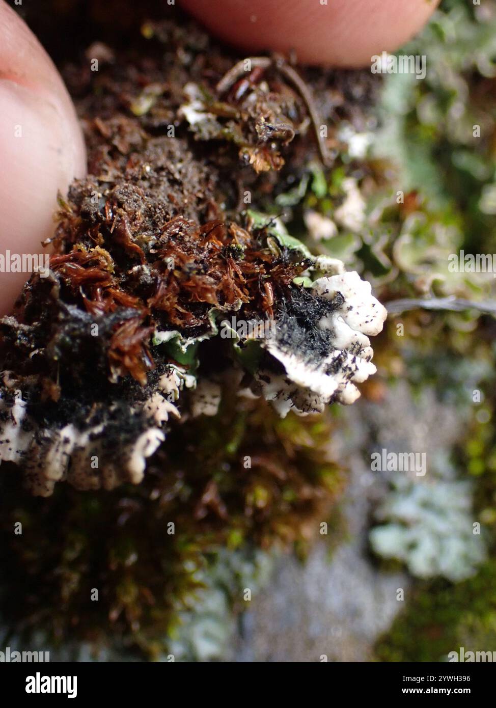 tree pelt lichen (Peltigera collina Stock Photo - Alamy