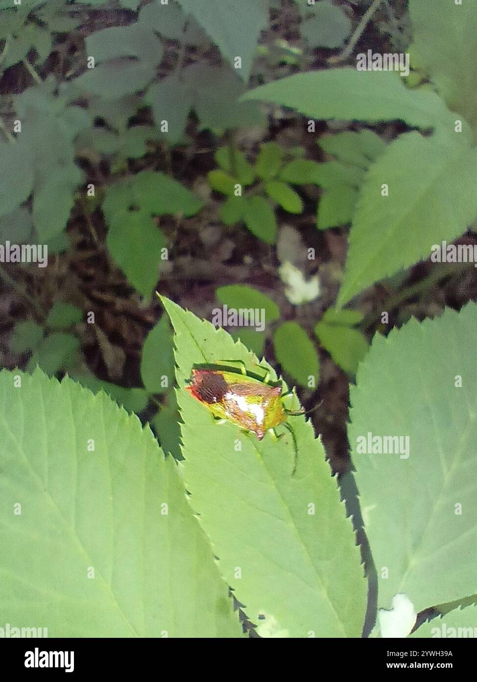 Hawthorn Shield Bug (Acanthosoma haemorrhoidale Stock Photo - Alamy