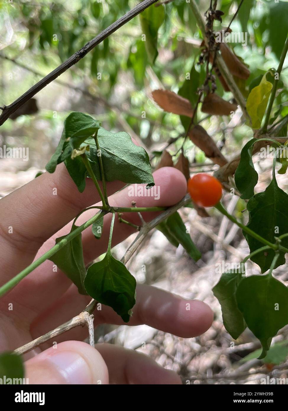 bird pepper (Capsicum annuum glabriusculum Stock Photo - Alamy