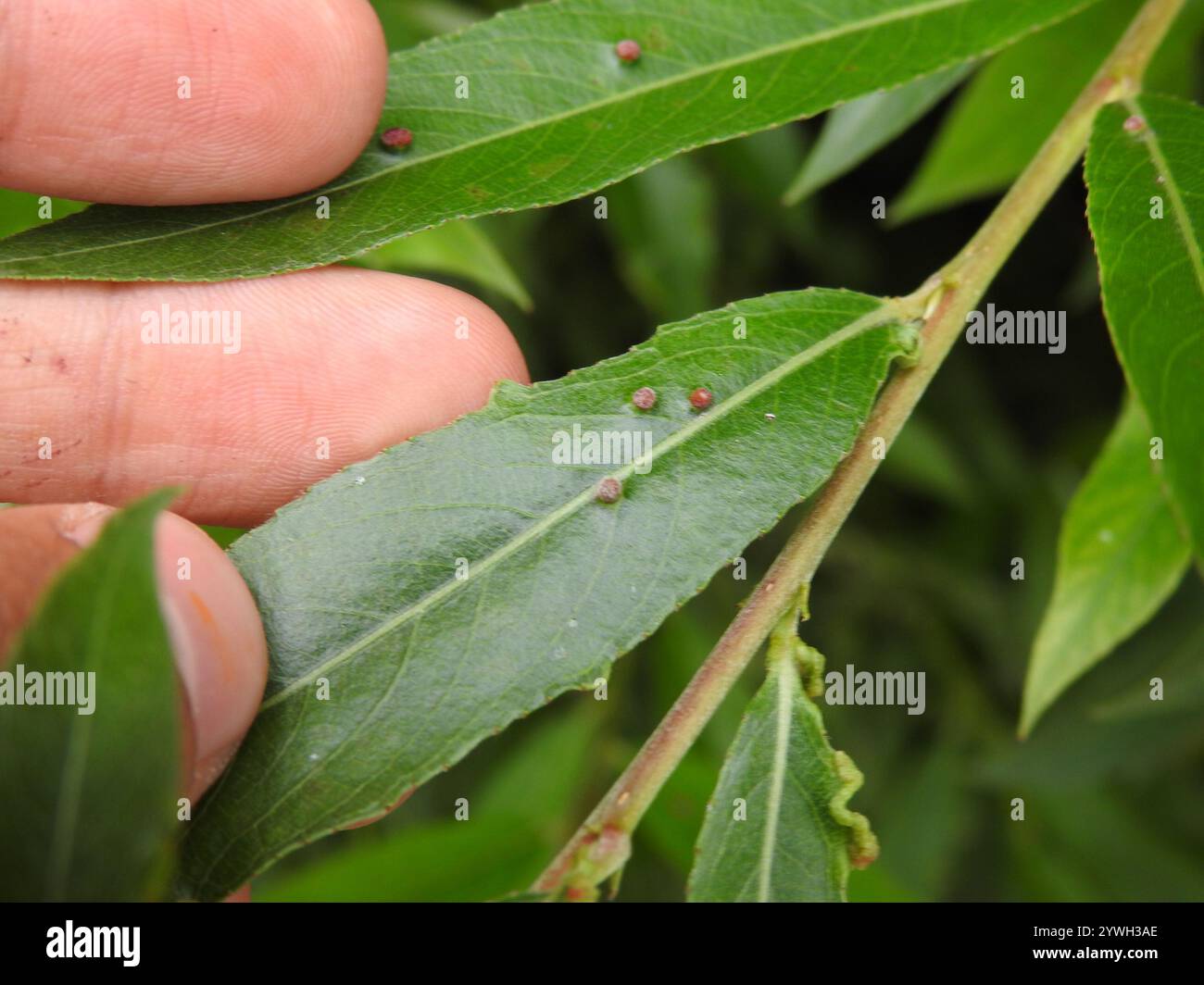 Willow Bead Gall Mite (Aculus tetanothrix Stock Photo - Alamy