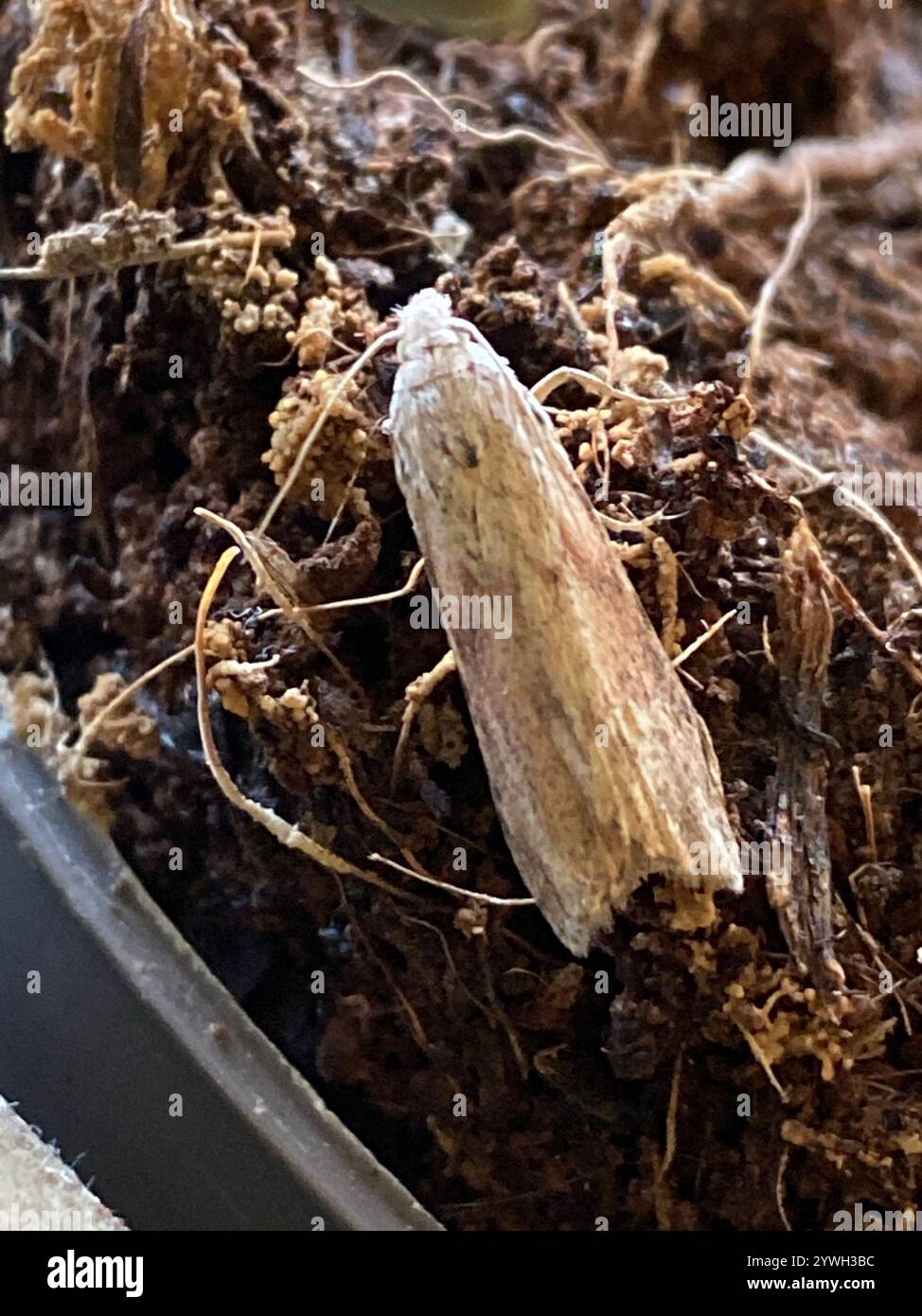 Bee Moth (Aphomia sociella Stock Photo - Alamy