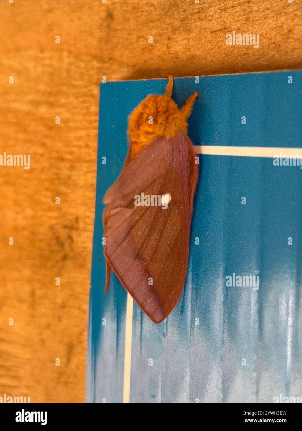 Pink-striped Oakworm Moth (Anisota virginiensis Stock Photo - Alamy