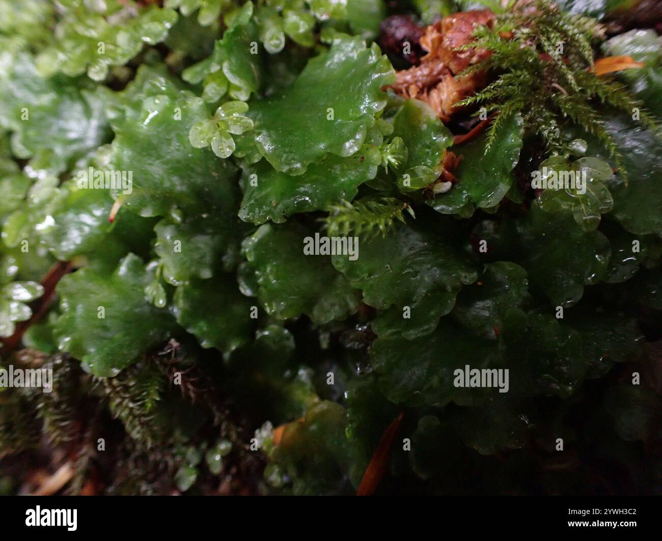 Ring Pellia (Pellia neesiana Stock Photo - Alamy