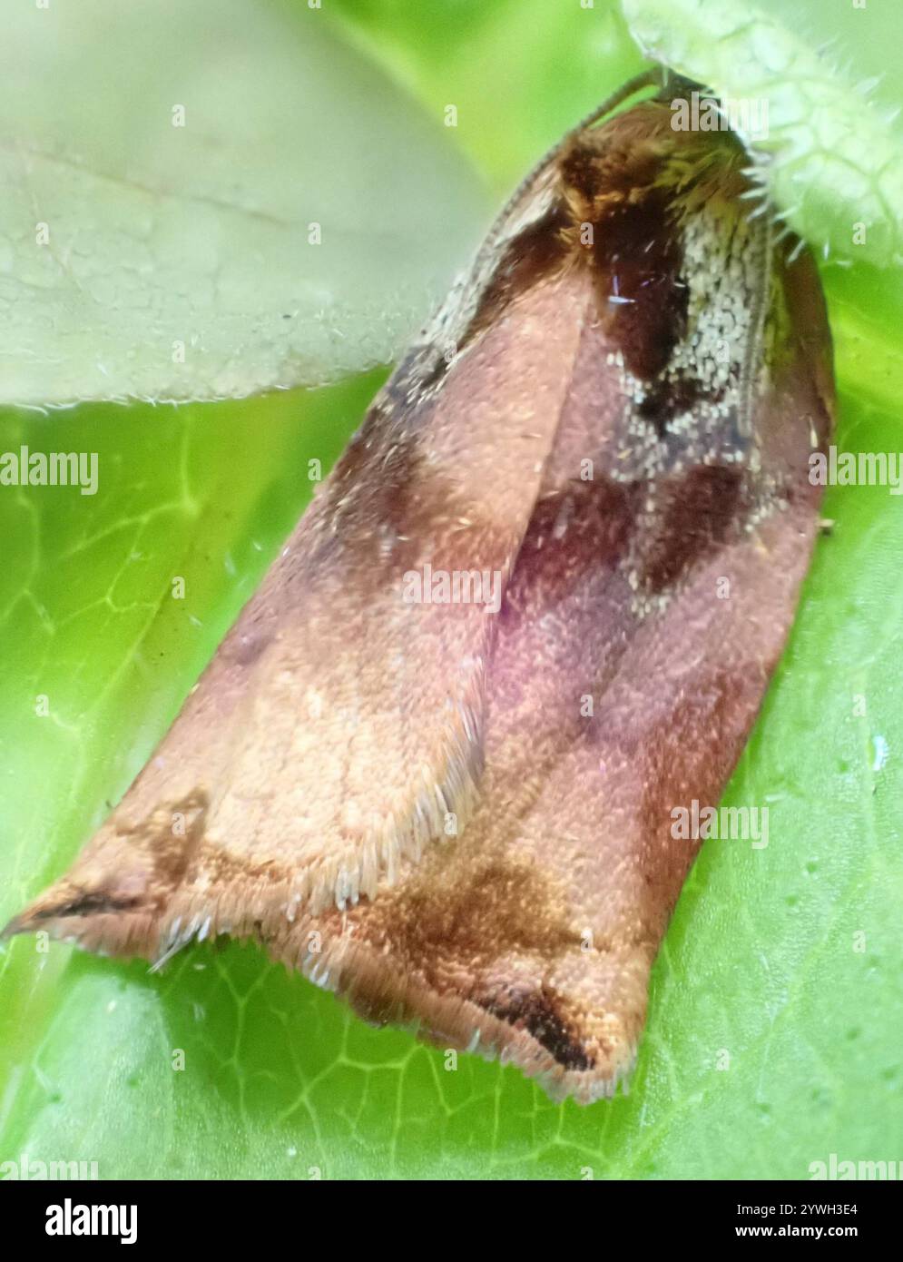 Archips podana hi-res stock photography and images - Alamy