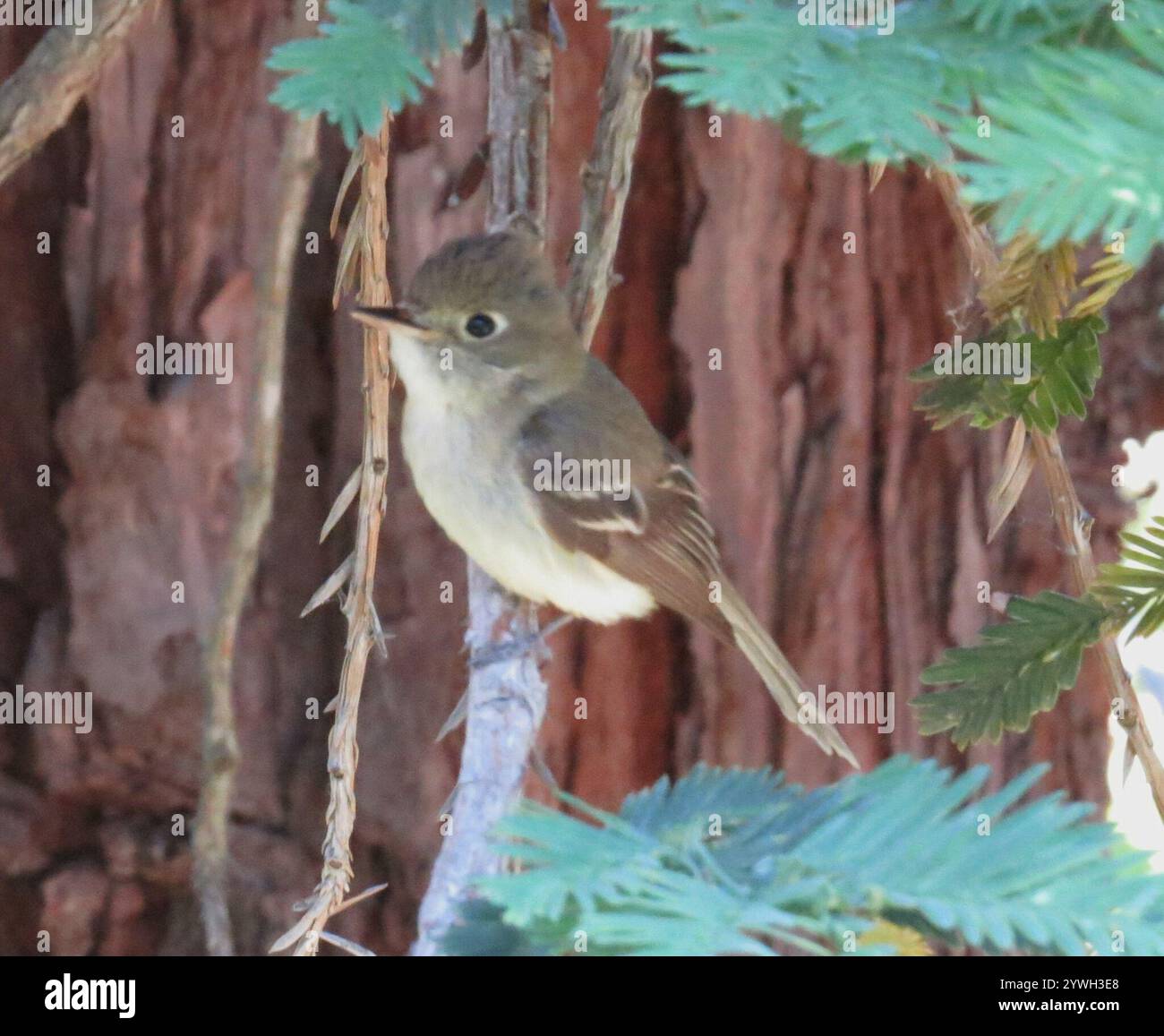 Western Flycatcher (Empidonax difficilis Stock Photo - Alamy