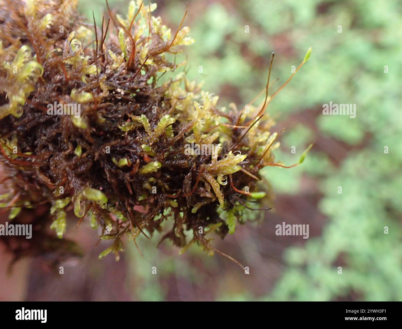 Sickle-leaved Hook-moss (Sanionia uncinata Stock Photo - Alamy