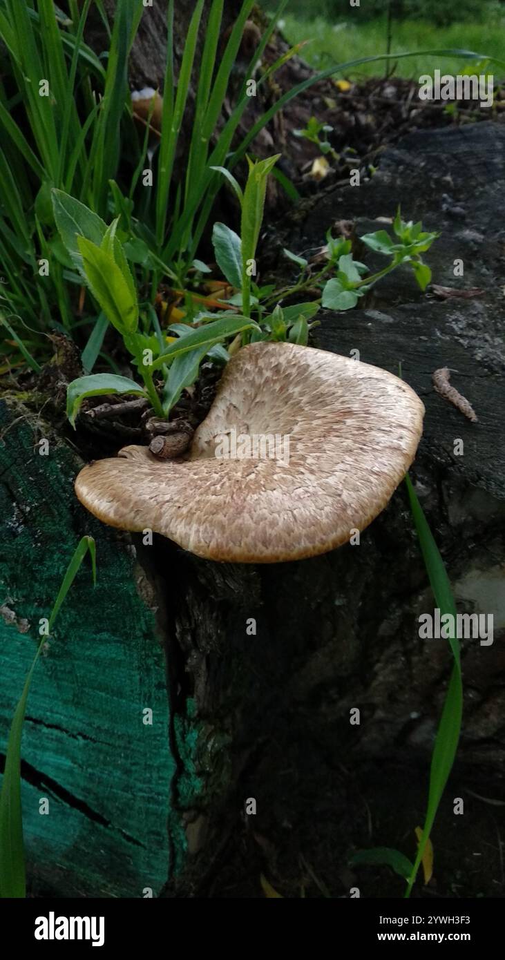 Polyporus tuberaster hi-res stock photography and images - Alamy