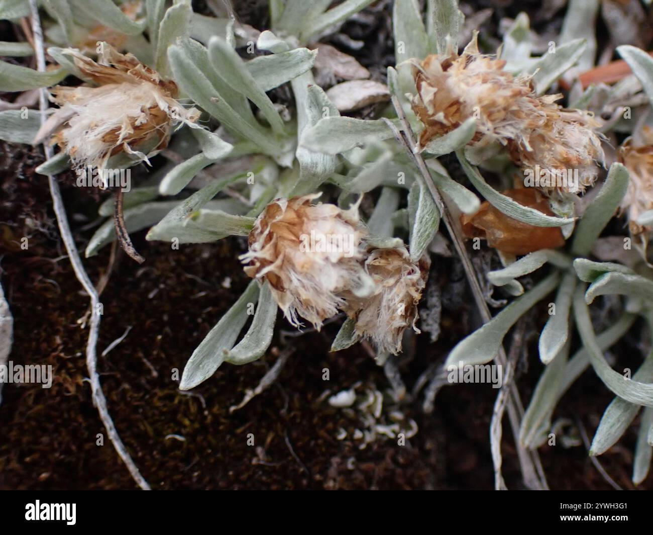 Low Pussytoes (Antennaria dimorpha Stock Photo - Alamy