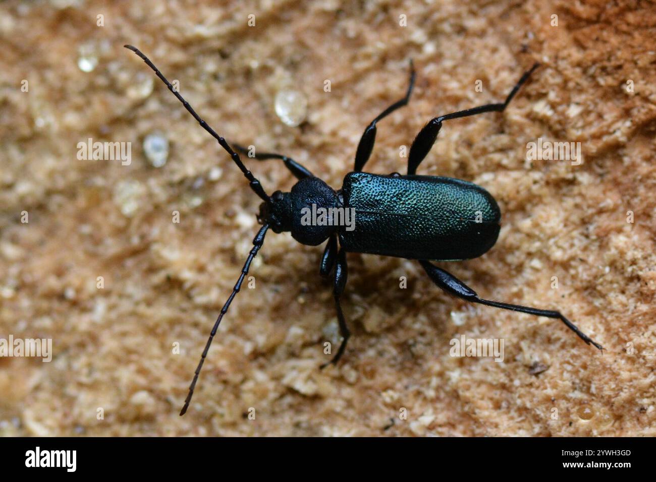 Violet tanbark beetle (Callidium violaceum Stock Photo - Alamy