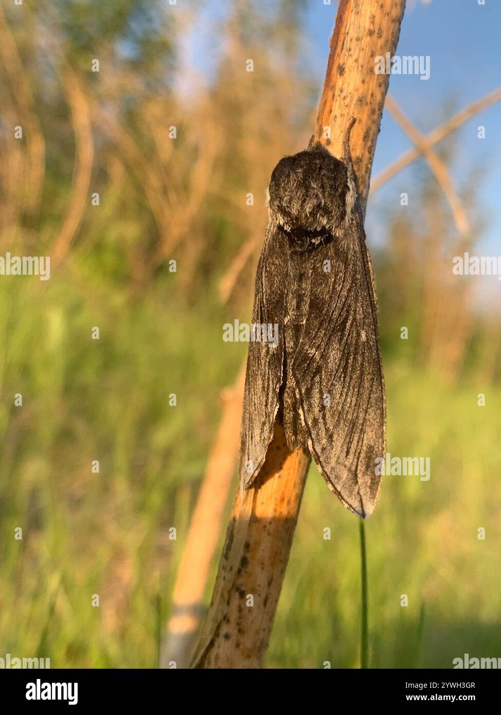Apple sphinx hi-res stock photography and images - Alamy