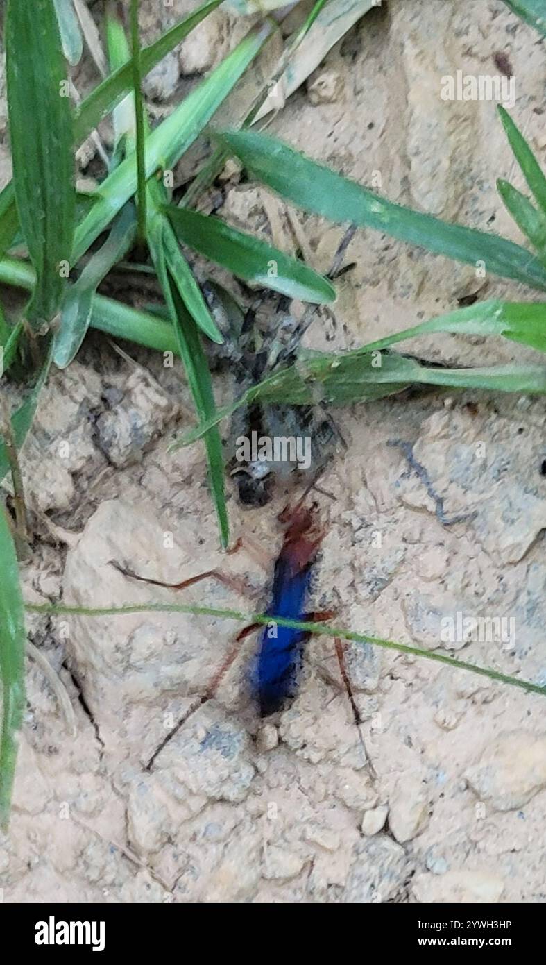 Rusty spider wasp hi-res stock photography and images - Alamy