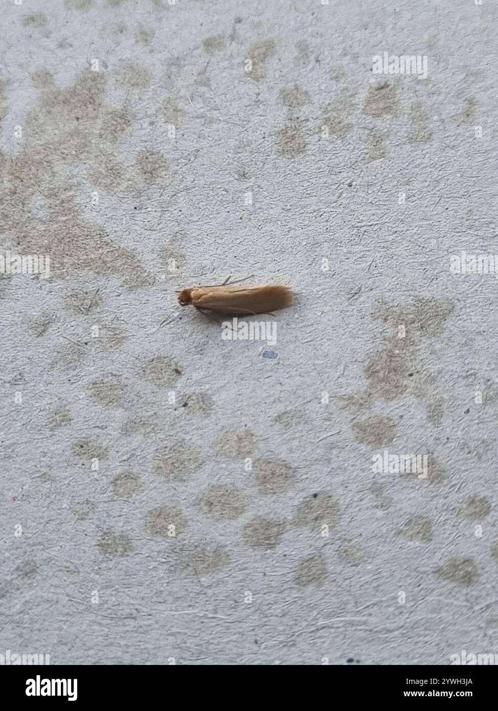 Webbing Clothes Moth (Tineola bisselliella Stock Photo - Alamy