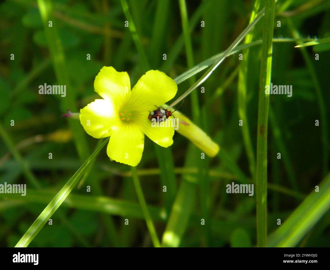 Two-Eye Leafbeetle (Monolepta bioculata Stock Photo - Alamy