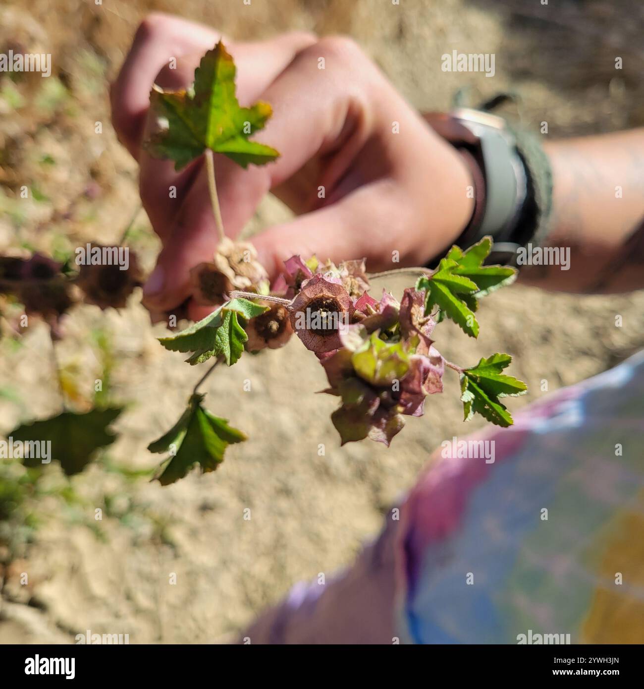 cheeseweed mallow (Malva parviflora Stock Photo - Alamy