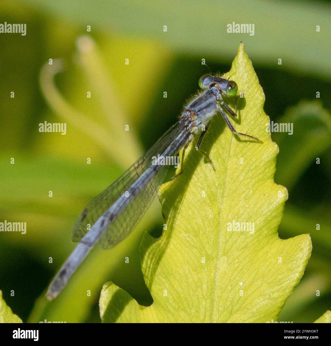 Eastern Forktail (Ischnura verticalis Stock Photo - Alamy