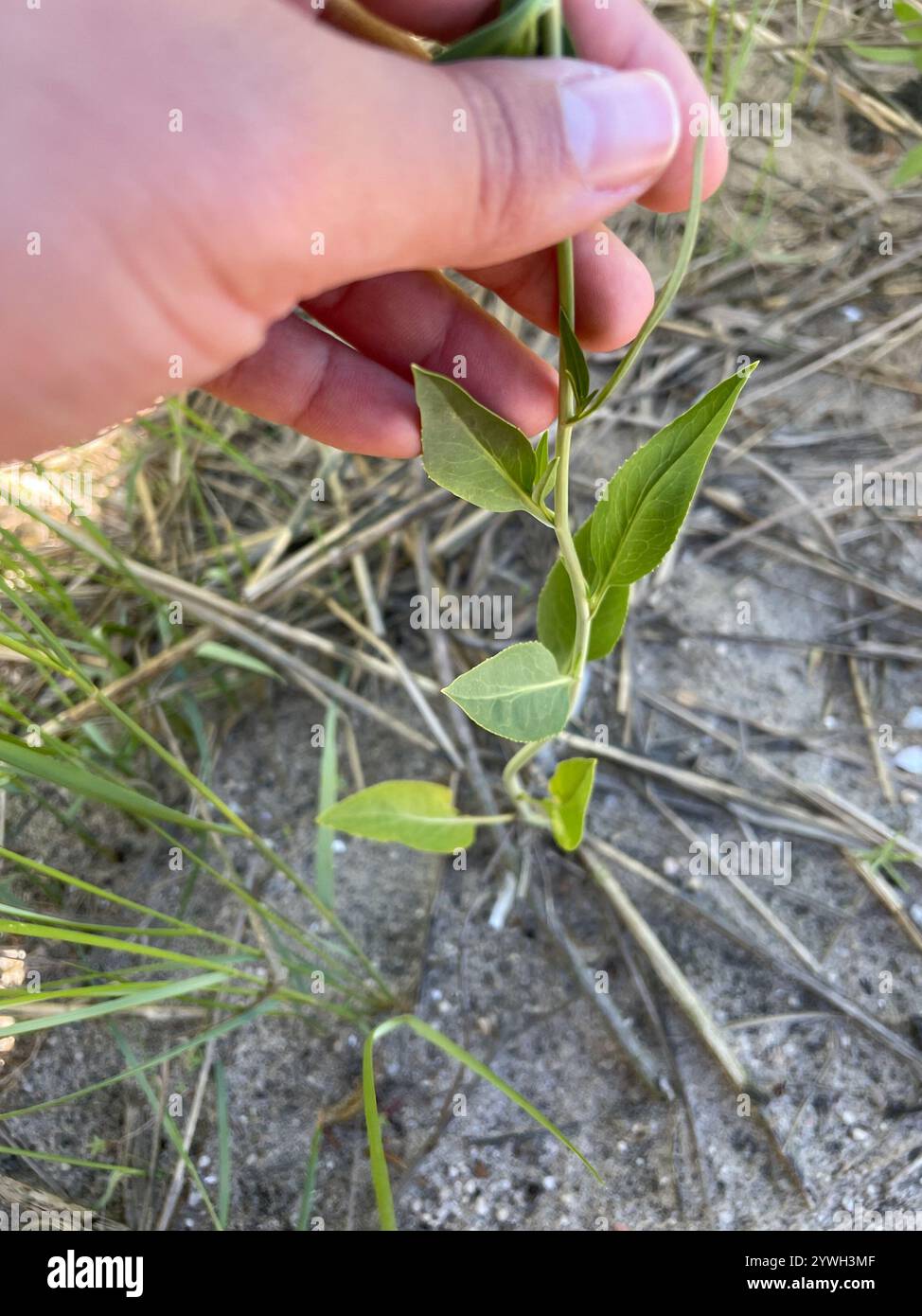 broadleaved pepperweed (Lepidium latifolium Stock Photo - Alamy
